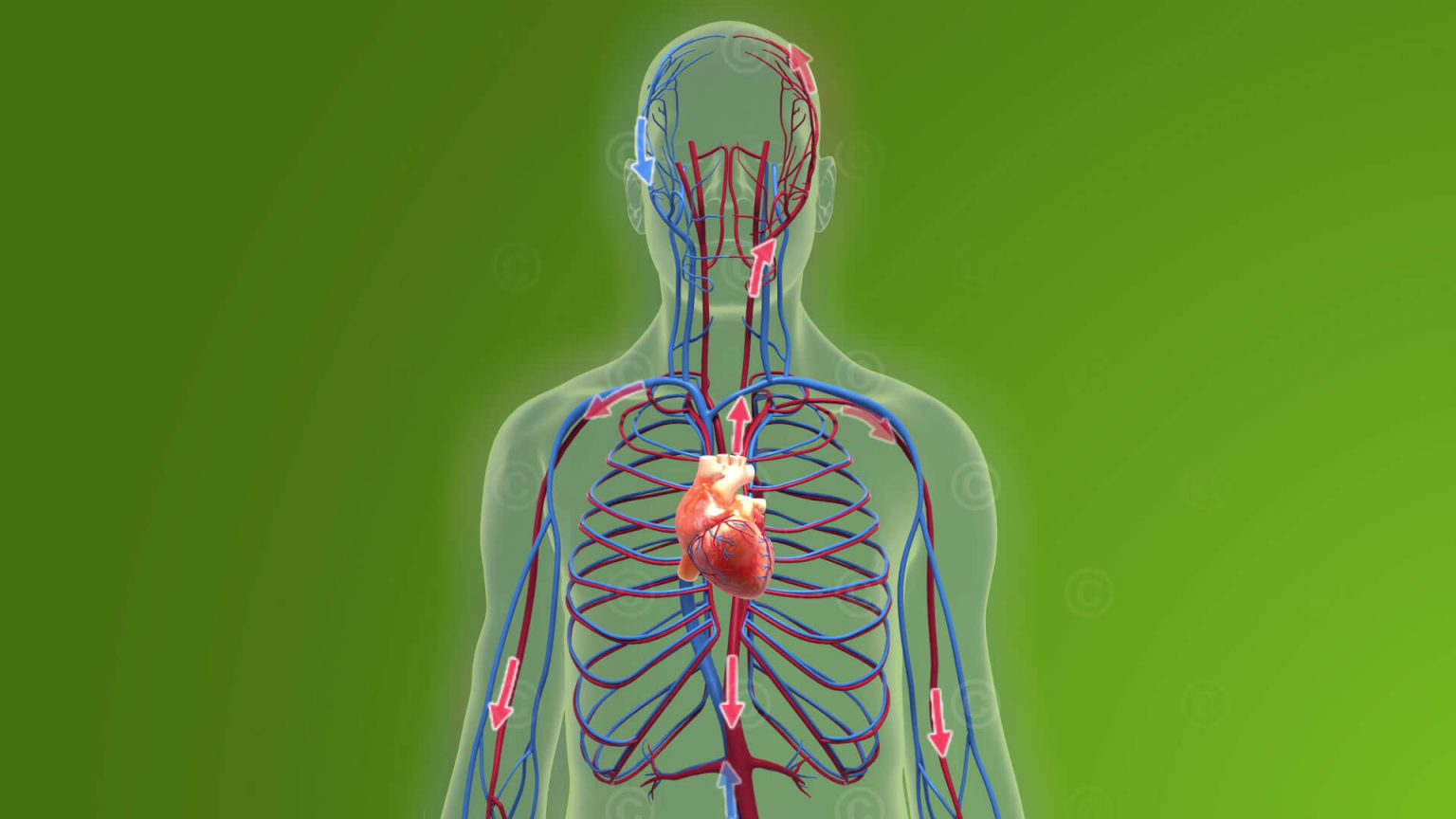 Animation of blood circulation and physiology of the heart ...