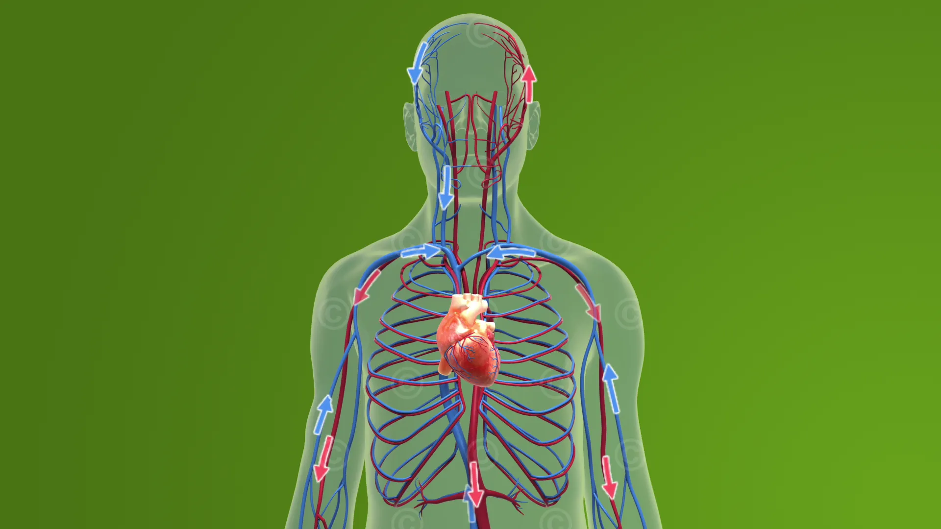 Cardiac Conduction System Animation