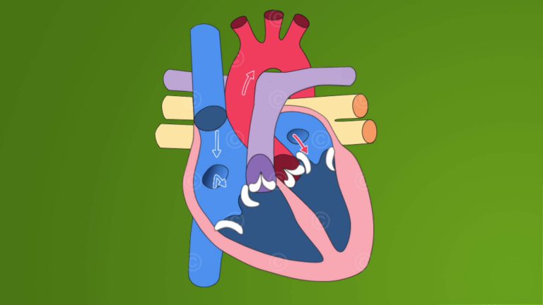 Animation of blood circulation and physiology of the heart ...