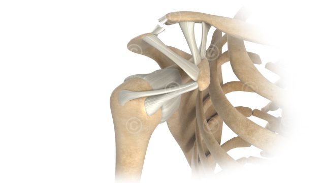 Illustrations injury shoulder - MedicalGraphics