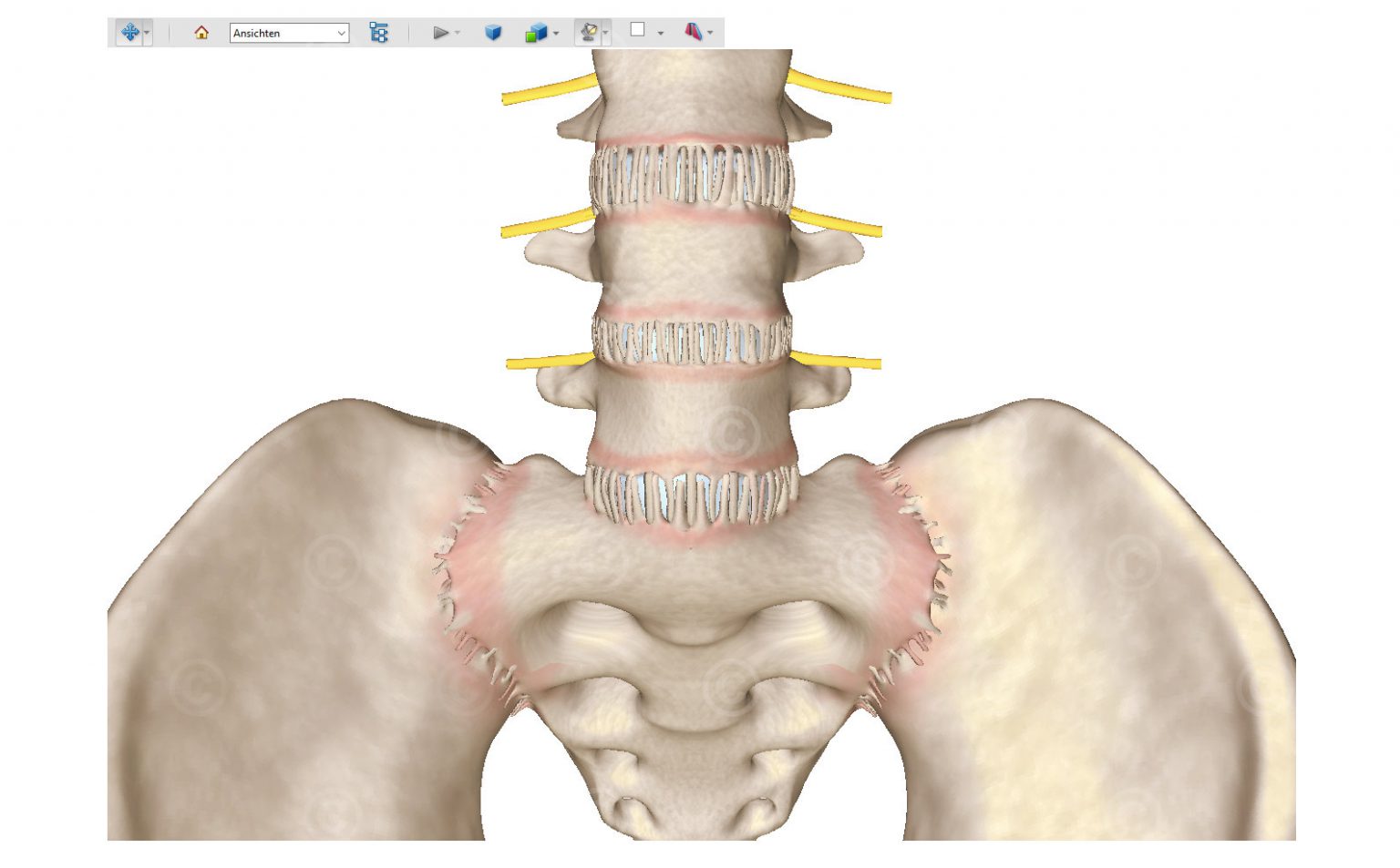 App enthesitis spine - MedicalGraphics