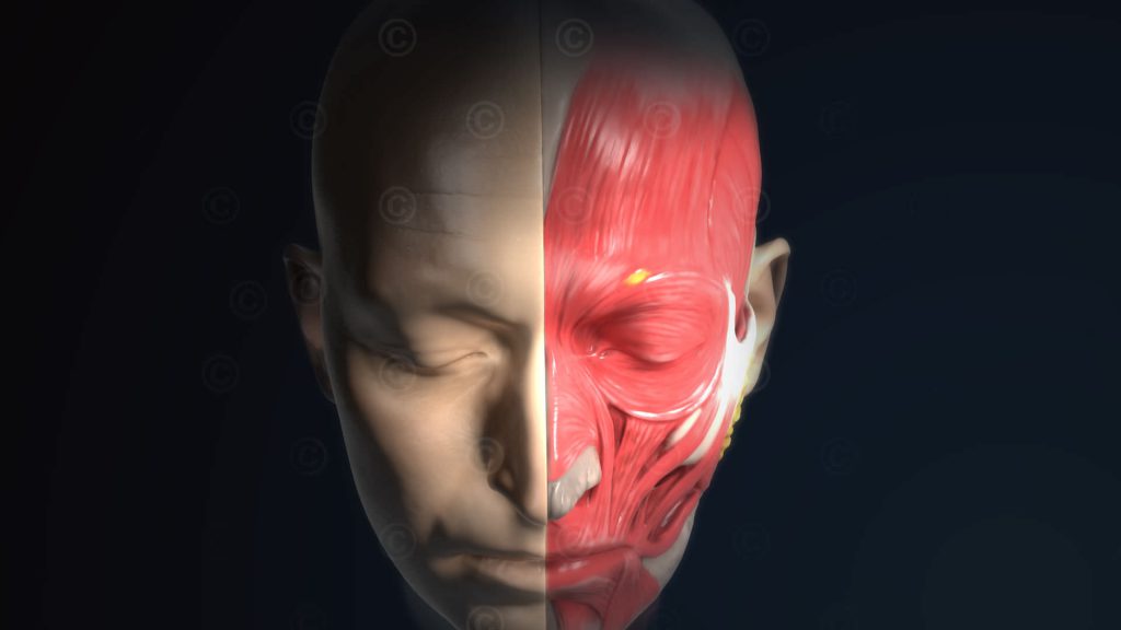 Illustrations anatomy human head - MedicalGraphics