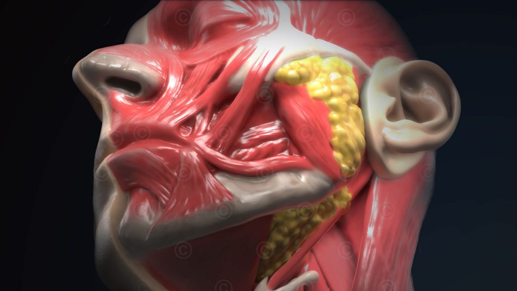 Illustrations anatomy human head - MedicalGraphics