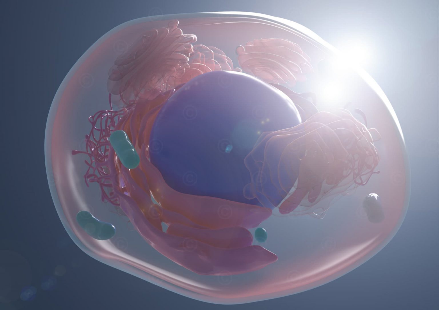 Illustrationen menschliche Zelle - MedicalGraphics