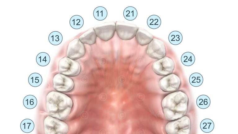 Dental illustrations - MedicalGraphics