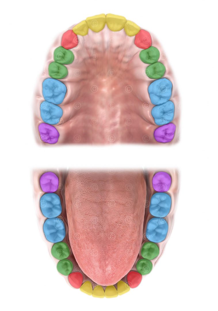 Dental illustrations - MedicalGraphics