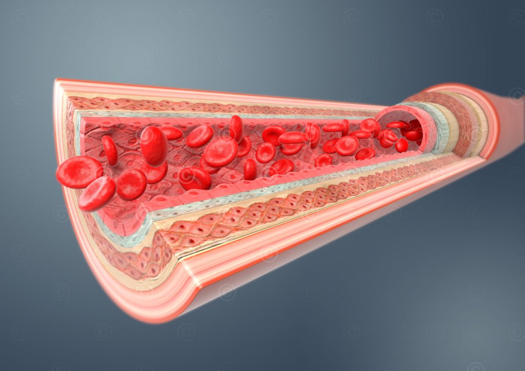 Illustration Anatomie Blutgefäße - MedicalGraphics