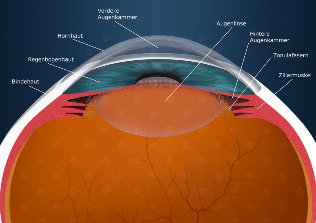 Illustration Anatomie Auge - MedicalGraphics