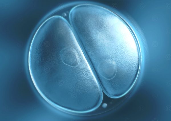 Illustration befruchtete Eizelle - MedicalGraphics