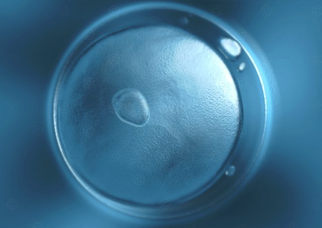 Illustration fertilized egg - MedicalGraphics