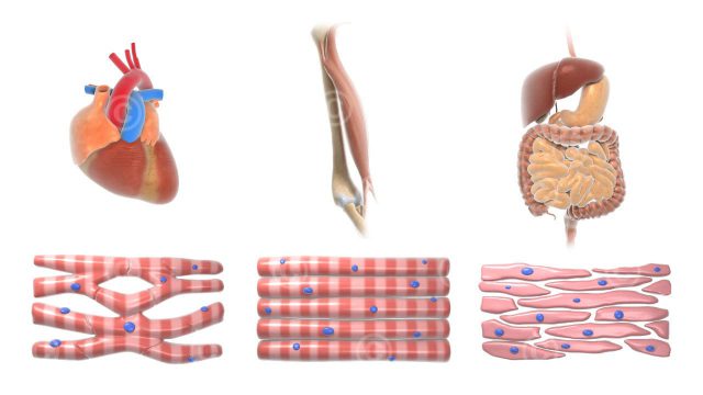 E-learning musculoskeletal system - MedicalGraphics