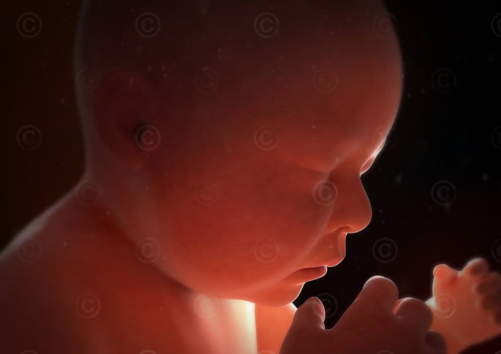 Illustration fetus - MedicalGraphics