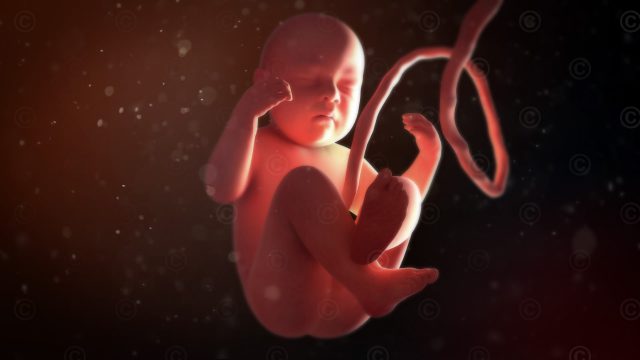 Illustration fetus - MedicalGraphics