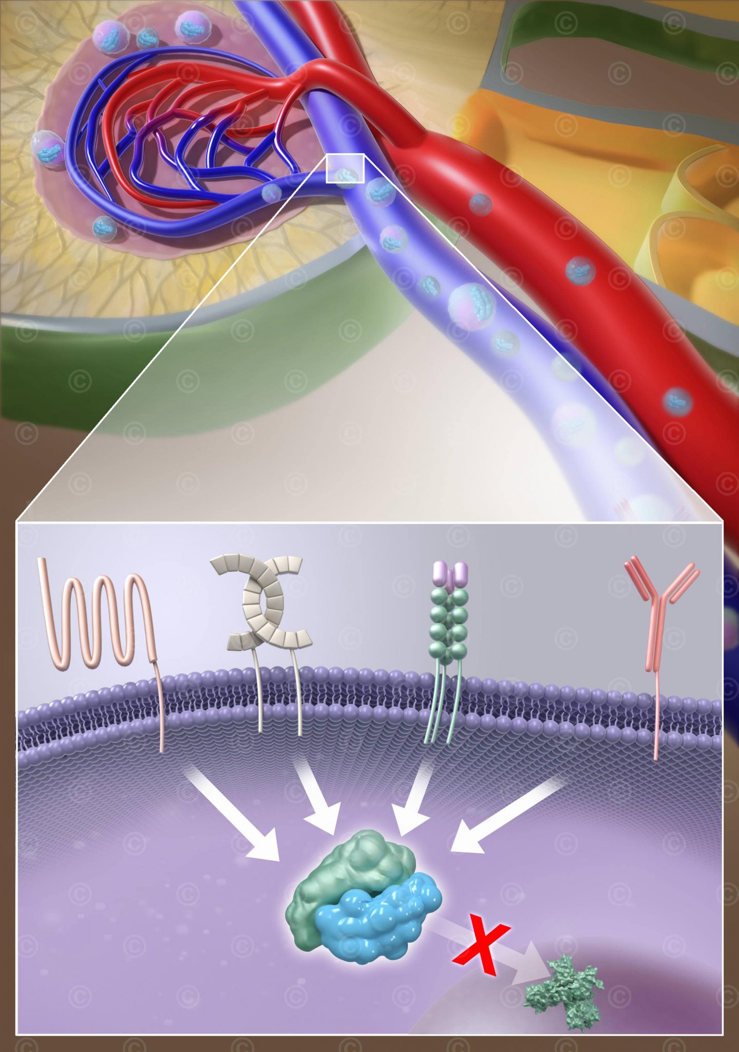 Illustrations CLL active substance - MedicalGraphics