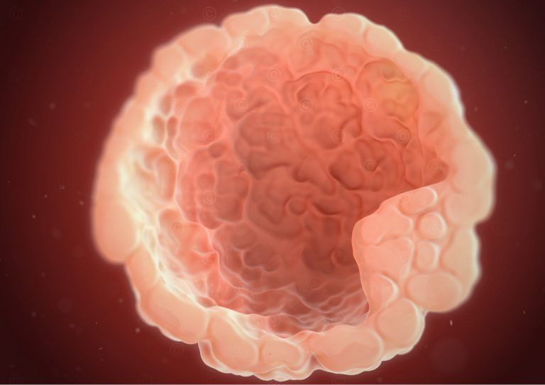 Illustrationen Entwicklung Embryo und Fötus - MedicalGraphics