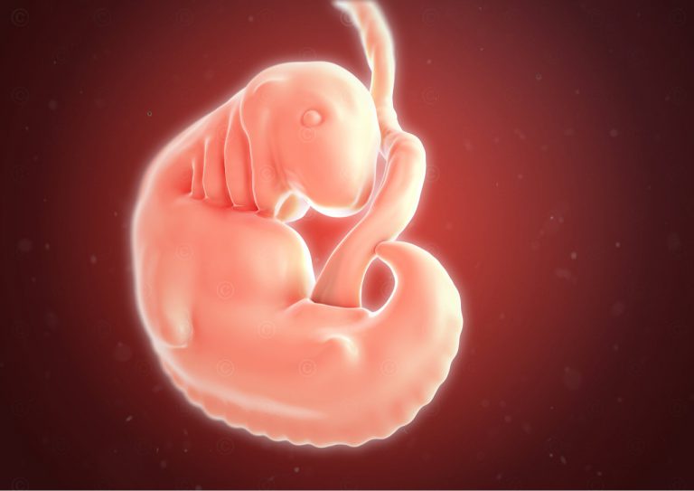Illustrationen Entwicklung Embryo und Fötus - MedicalGraphics