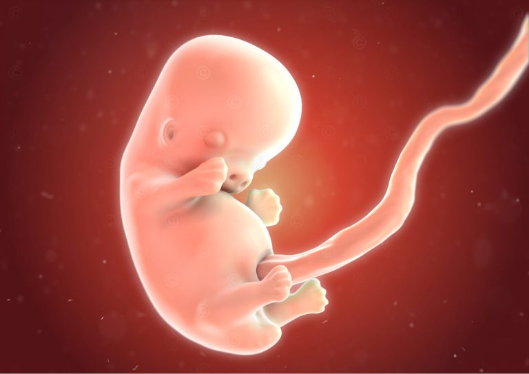 Illustrationen Entwicklung Embryo und Fötus - MedicalGraphics