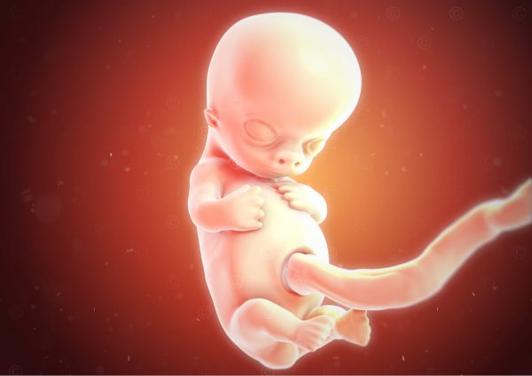 Illustrationen Entwicklung Embryo und Fötus - MedicalGraphics