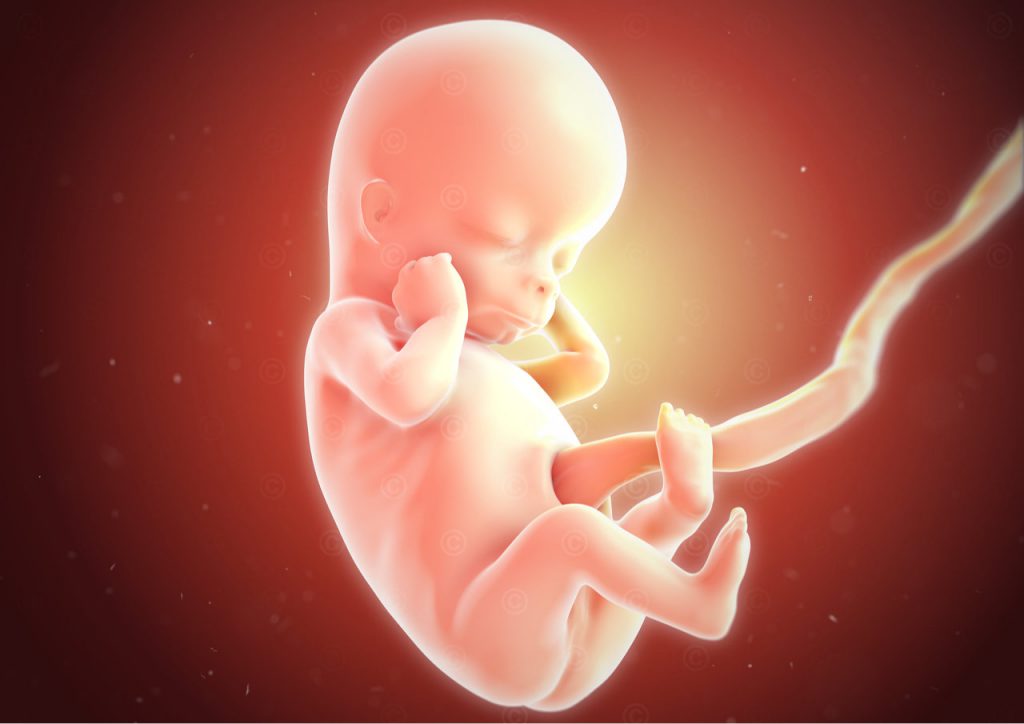 Illustrationen Entwicklung Embryo und Fötus - MedicalGraphics