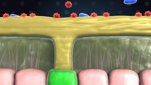 Animation nasal spray rhinitis - MedicalGraphics