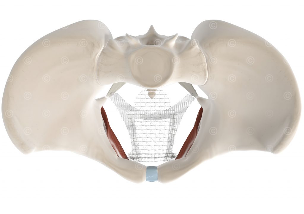 Illustrations pelvic floor surgery - MedicalGraphics