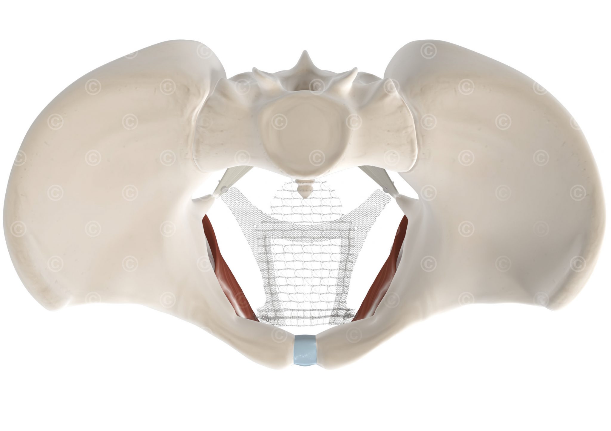 Illustrations pelvic floor surgery - MedicalGraphics