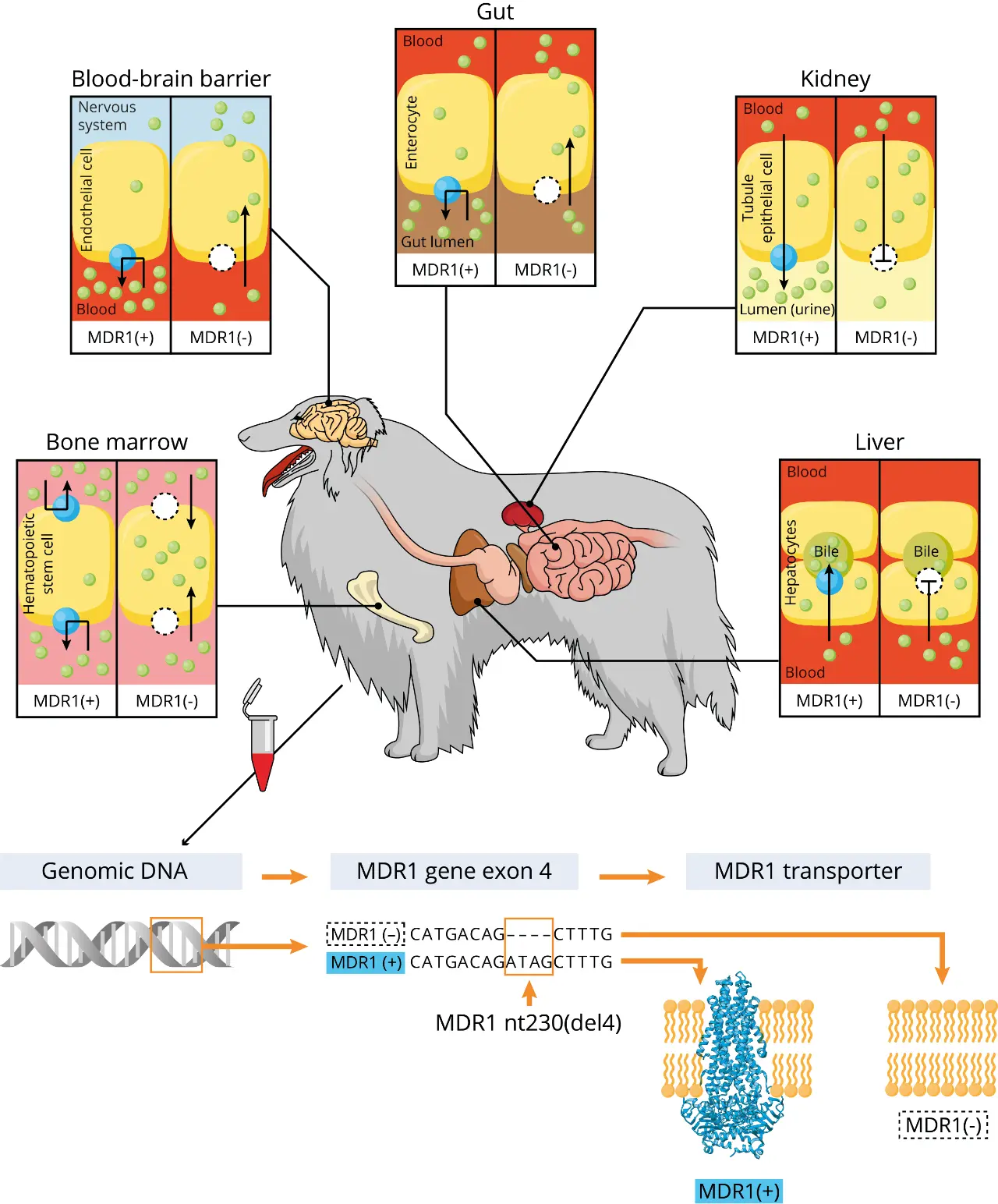 Graphic MDR1 mutation - MedicalGraphics