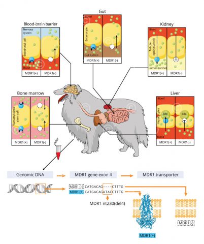 Graphic MDR1 mutation - MedicalGraphics