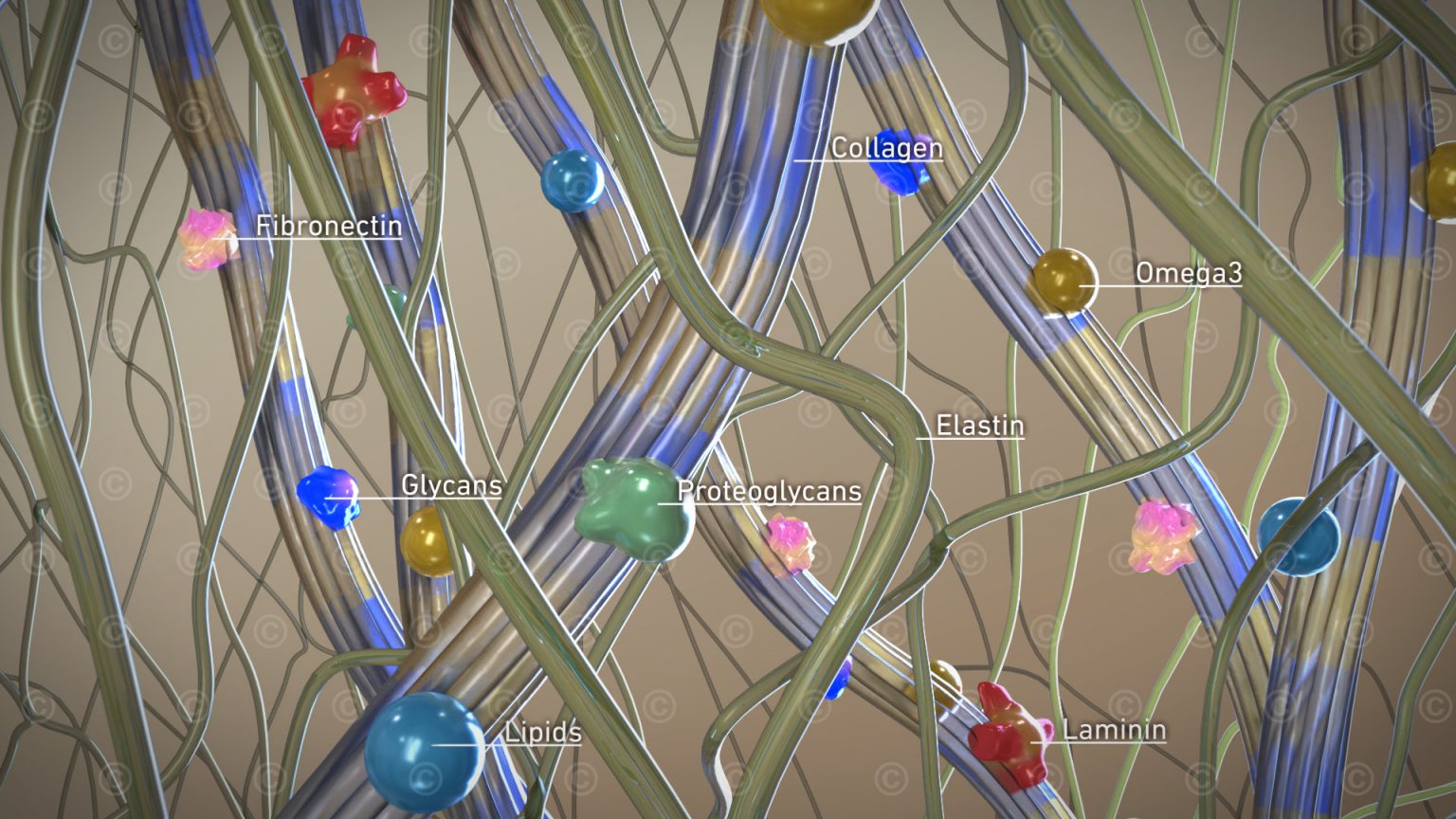 Animation Hautersatz aus Fischhaut - MedicalGraphics