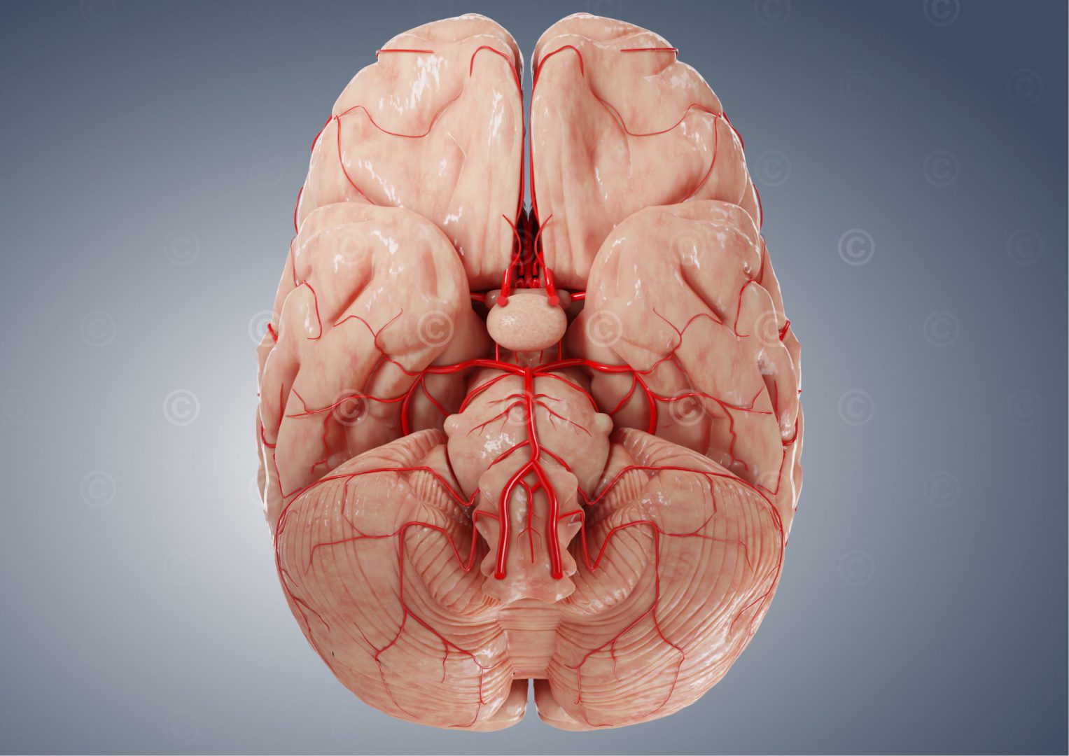 Illustrations brain - MedicalGraphics