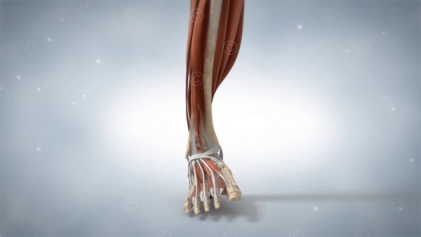 Animation instability ankle joint - MedicalGraphics