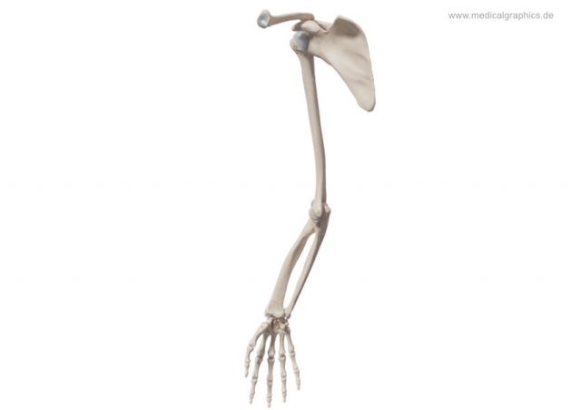 Kostenlose Illustration Arm Skelett - medial
