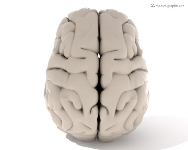 Free Illustration Brain halves