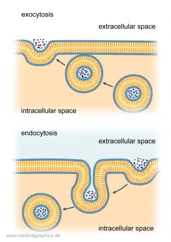 Free Illustration Cell membrane - transport vesicle