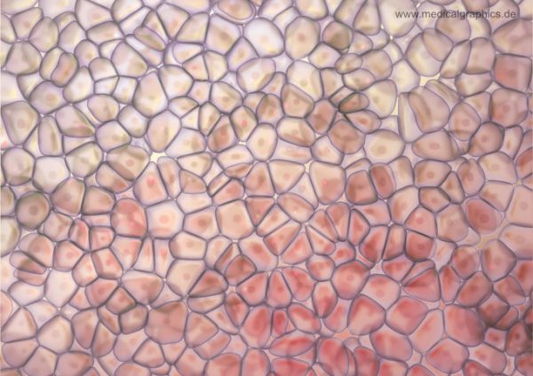 Free Illustration Cells microscope - red