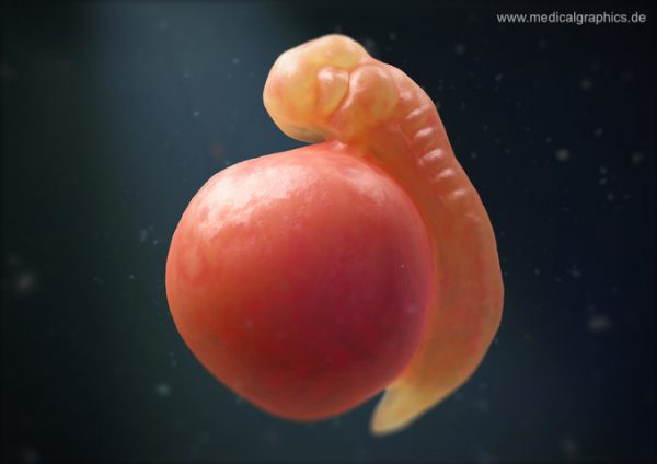 Free Illustration Embryo - 3rd week - dark