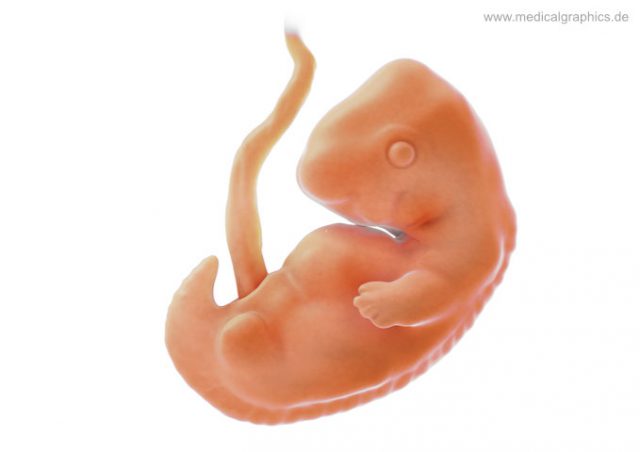 Free Illustration Embryo - 7th week - white