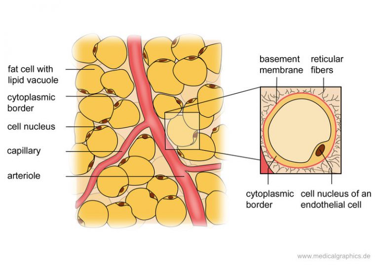 Free Illustration Fat cells