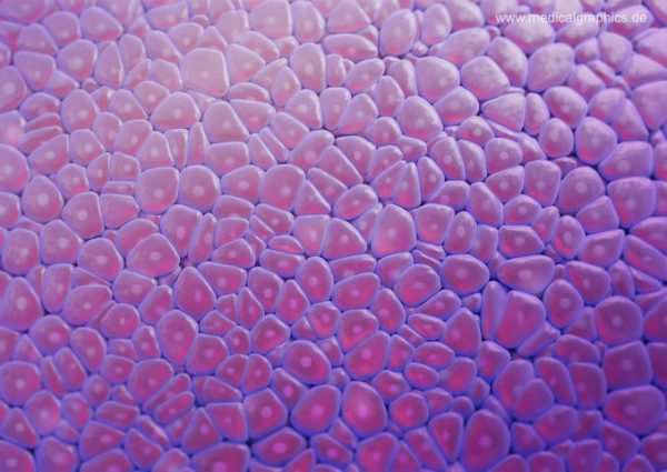 Free Illustration Histology cells - blue