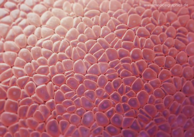 Free Illustration Histology cells - red