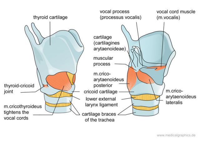Free illustration Larynx anatomy