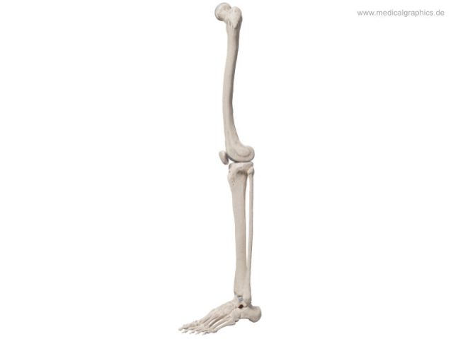 Free illustration Leg bones – lateral