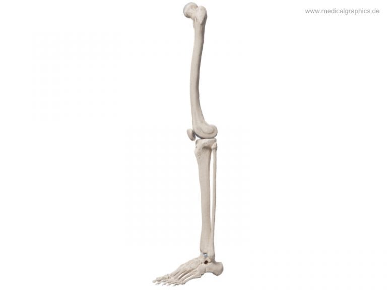 Free illustration Leg bones – lateral