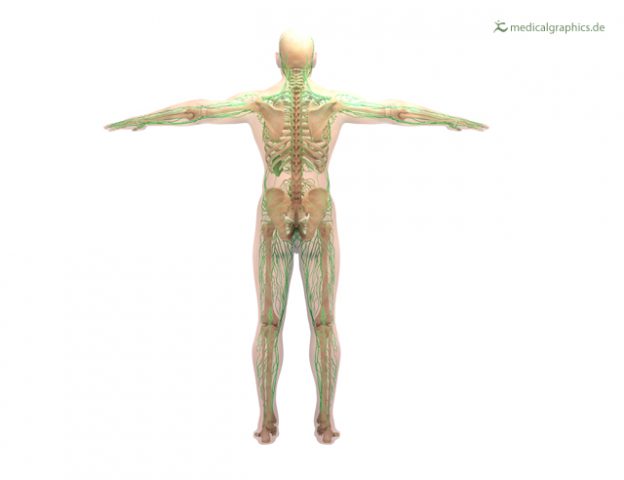 Free illustration Lymphatic system (back)