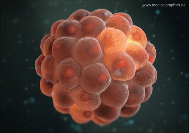 Free illustration Morula - dark