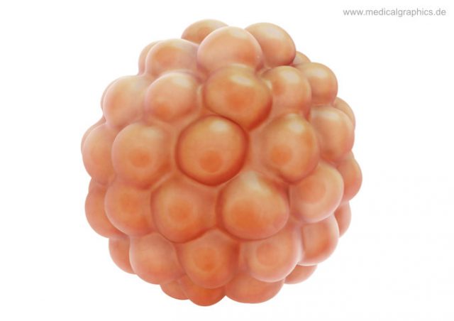 Free illustration Morula - white