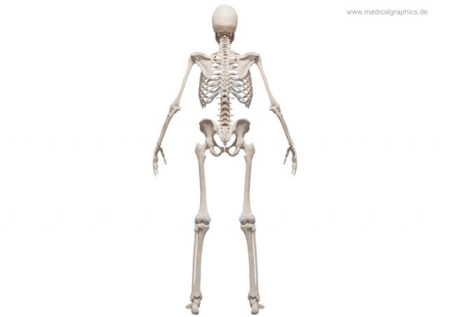 Free illustration Skeleton - back