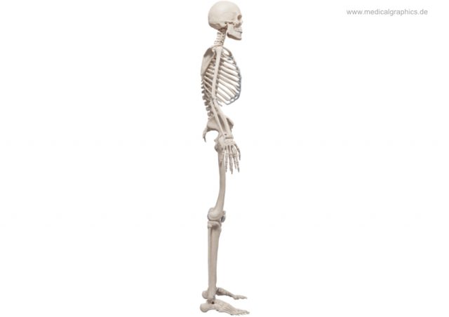 Free illustration Skeleton - lateral