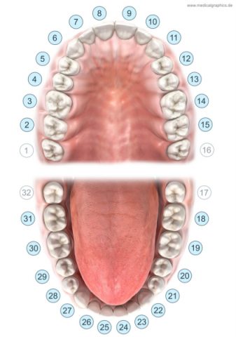 Free illustration Universal numbering system - dental