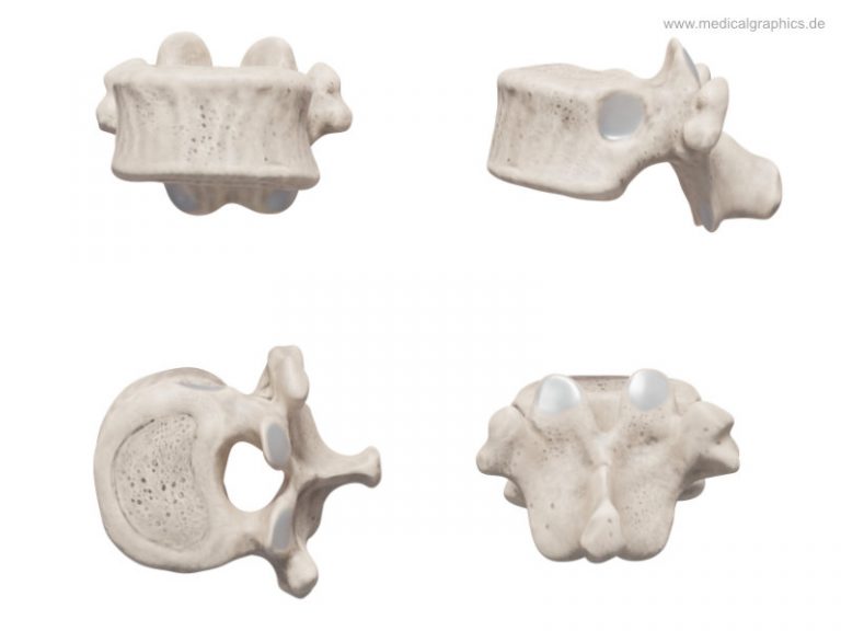 Free illustration Vertebra T12